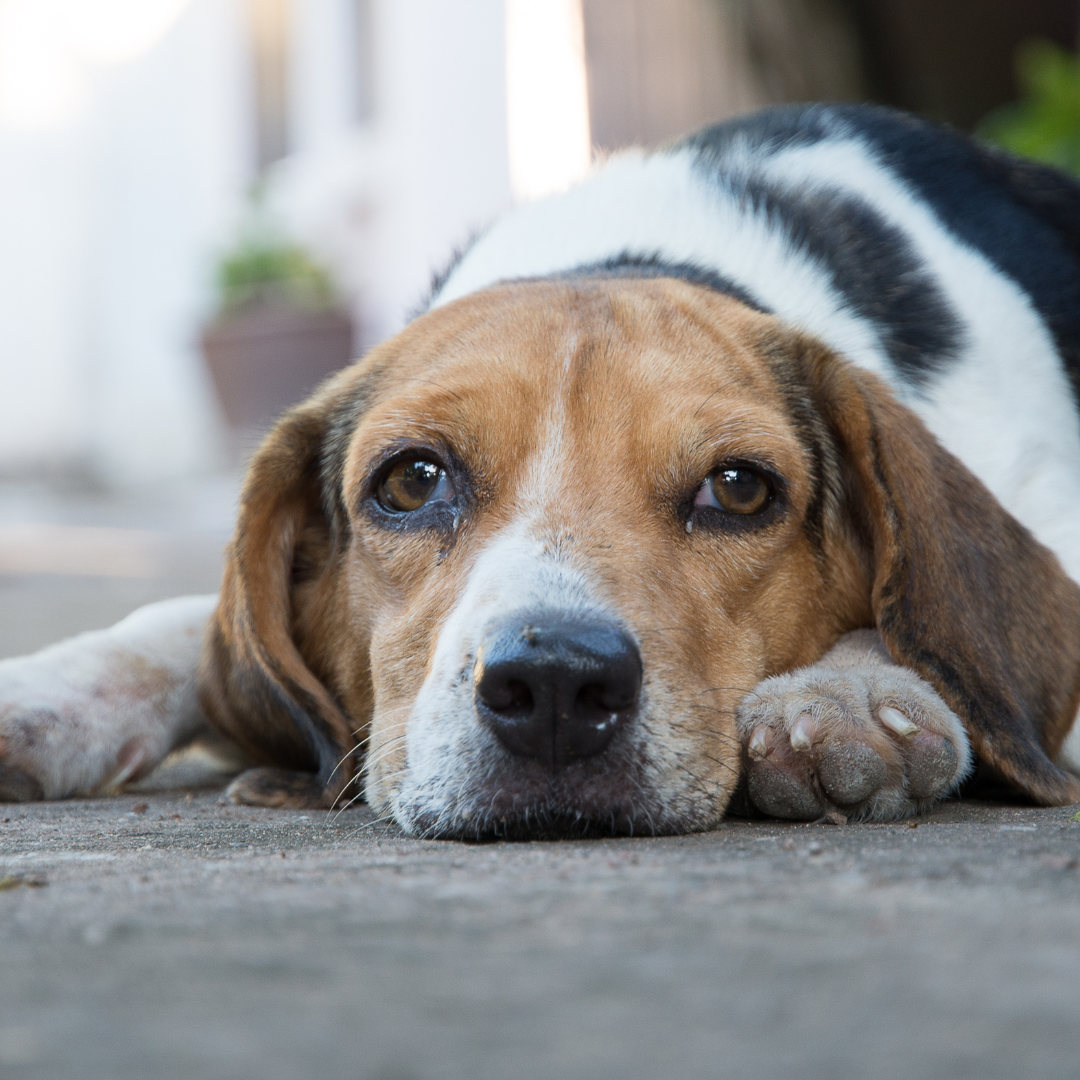 Joint stiffness and arthritis in dogs! – Aussie Pooch Direct